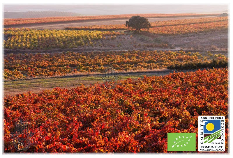 BioVegetalis: HOJAS CORTADAS DE VID ROJA CERTIFICADA DE CULTIVO ECOLÓGICO.