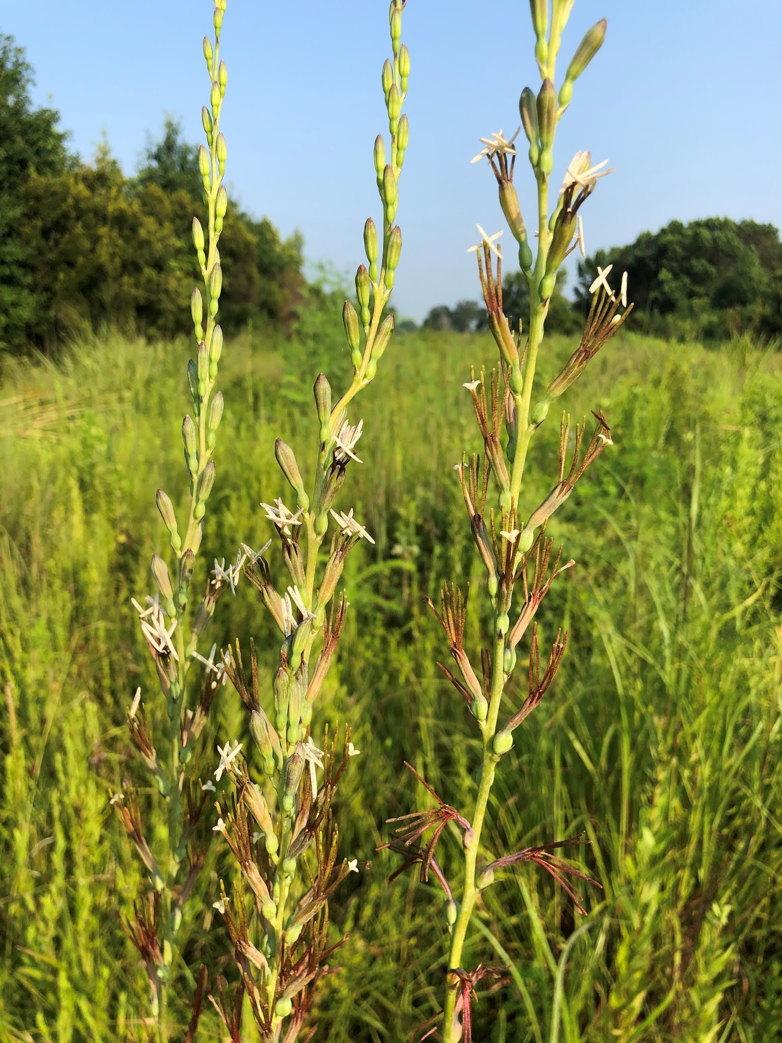 TURTLE BOY AND THE BIRDS: Prairie