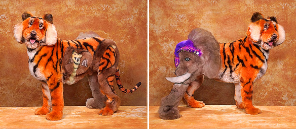 Enter the Unusual World of EXTREME DOG Grooming! | BOLD and UNUSUAL DOG ...