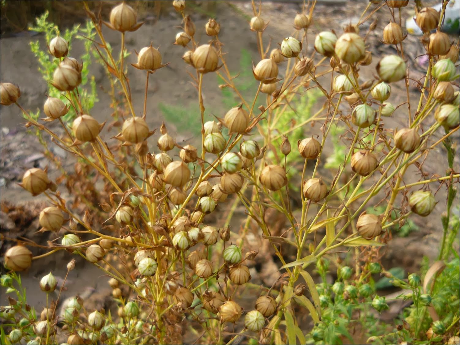 ALTERNATIVA ECOLÓGICA: CULTIVO DE LINAZA