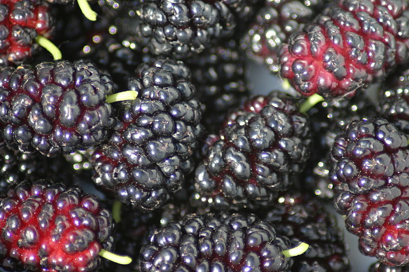 Facts About Mulberries