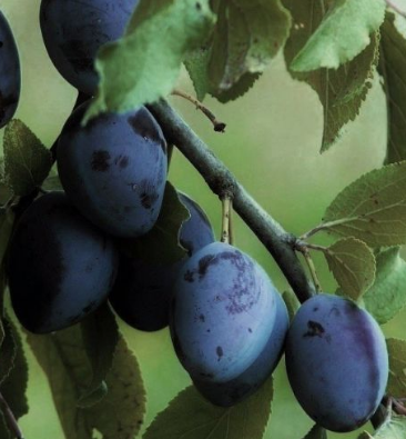 creative savv: Our Winter Fruit Supply: Italian Prunes