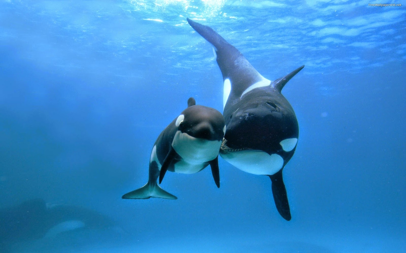 Orca - HD Wallpapers | Earth Blog