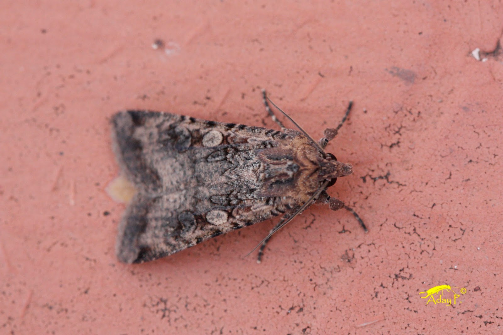 Artropodolandia: Agrotis sp (trux)