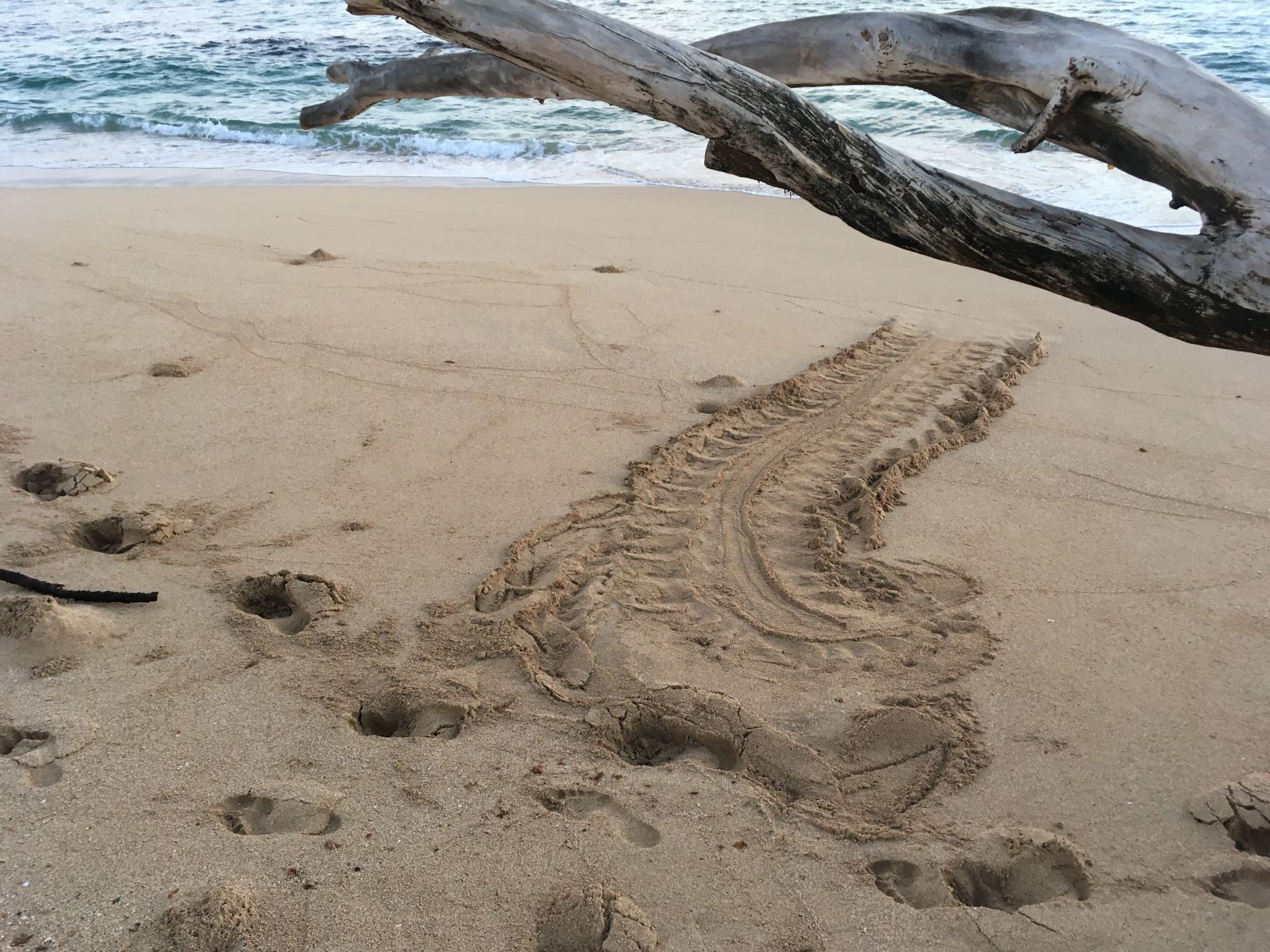 Maui Jungalow: The Magical "Turtle Aquarium"