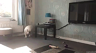 Funny animal gifs - part 255 (10 gifs) | Amazing Creatures