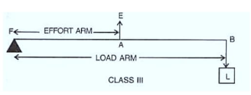 Selina Concise Ch 3 Machine ICSE Solutions Class 10 Physics