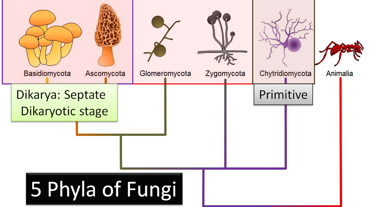 Phylum Chytridiomycota Examples