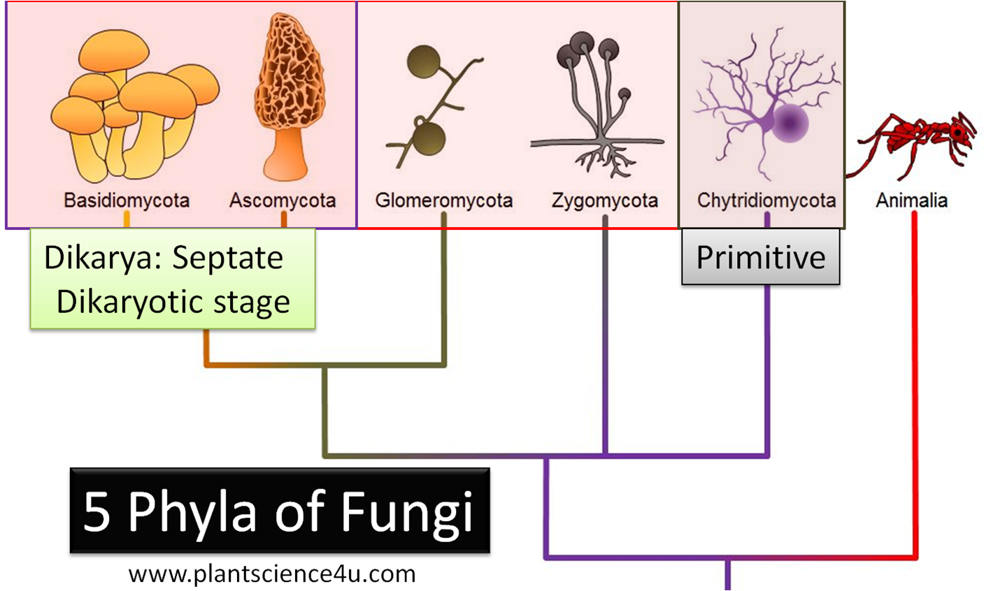 Classification of Fungi into 5 Phyla flow chart with Examples