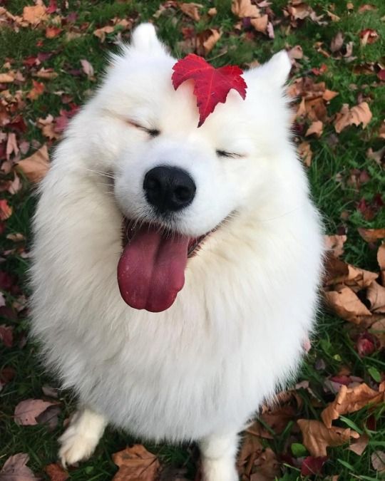 15 Happiest Dogs You Will Ever See In Your Life.