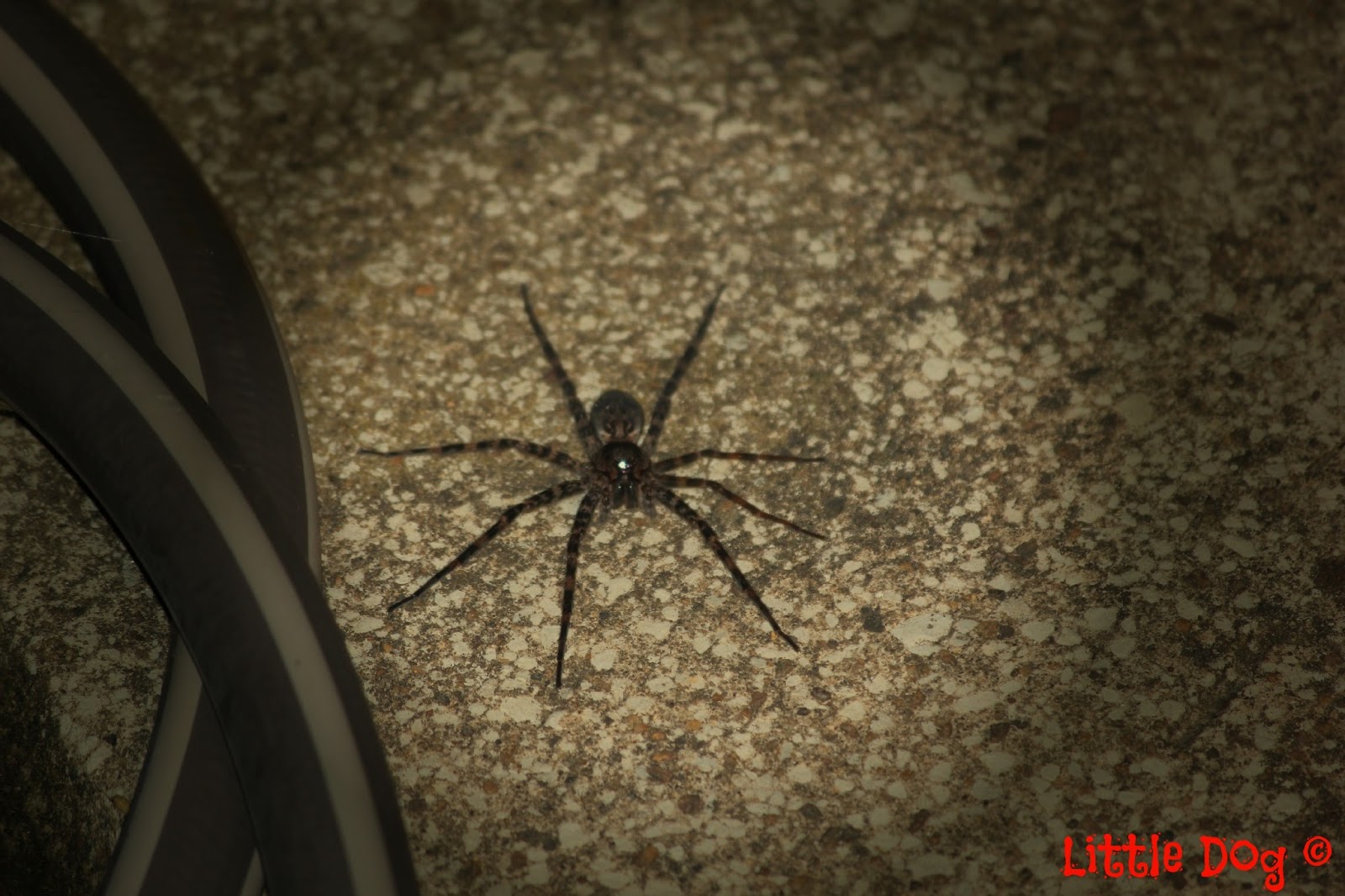 The Adventures of Little Dog: Cyclops Fishing Spider