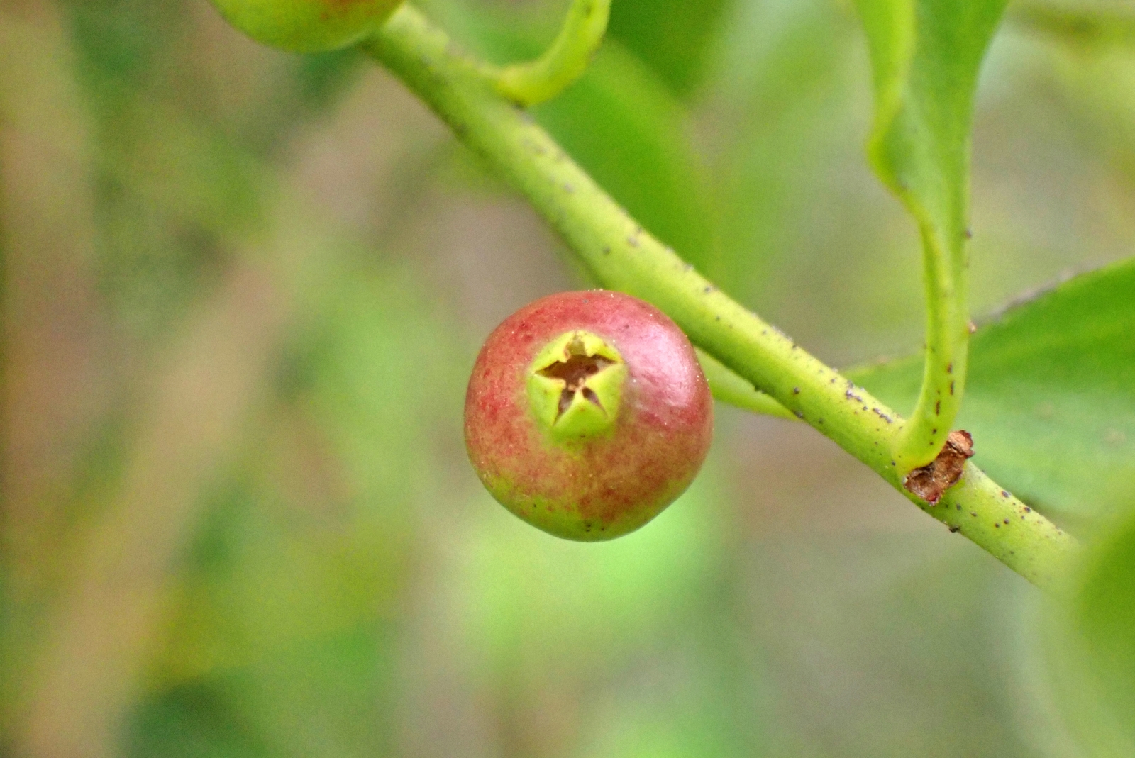 Dendrotrophe varians (Blume) Miq. 寄生藤