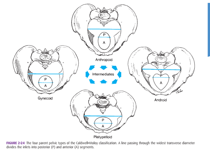 Nurses Notes: LECTURE NOTES 2: Pelvic Anatomy