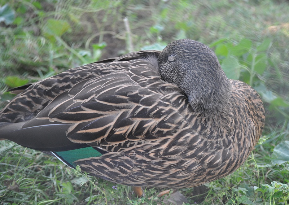 ZOOTOGRAFIANDO (6.100 ANIMALS): PATO DE MELLER / MELLER´S DUCK (Anas ...
