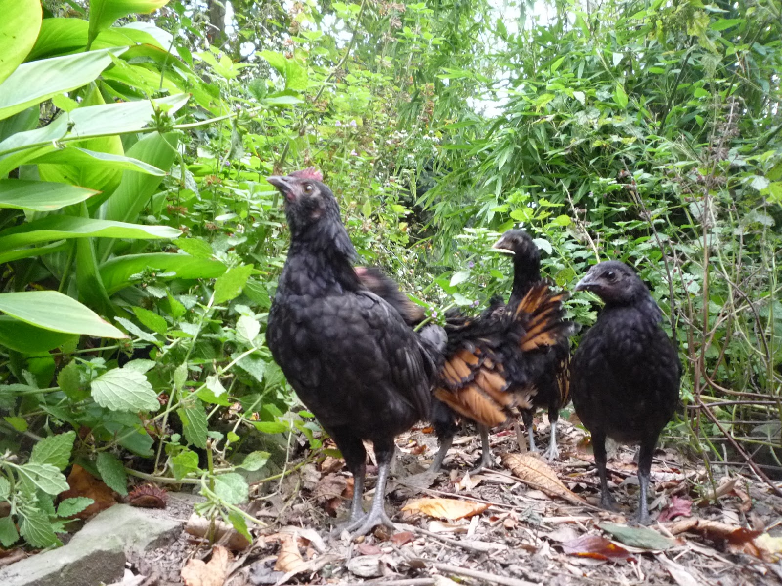 Forest Garden Poultry - Organic Feed for Free, Forage - An Overview ...