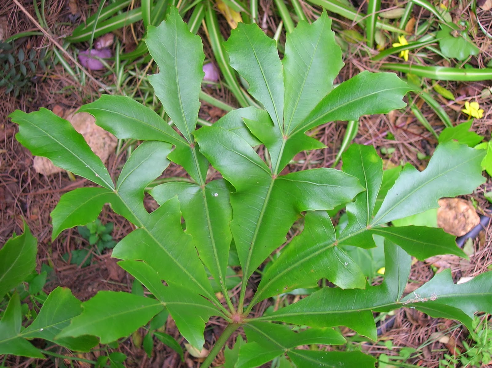 Recregarden: CUSSONIA SPICATA