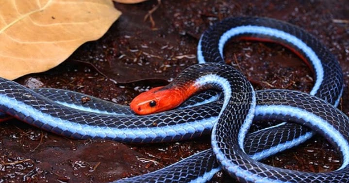 How to identify poisonous snake?