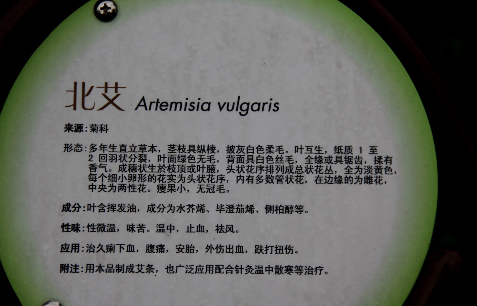 Singapore Plants Lover: Artemisia Vulgaris
