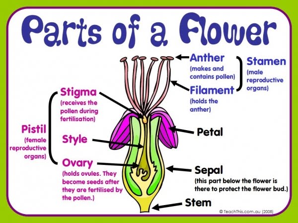 PARTS OF A FLOWER ~ MY ENGLISH AND SCIENCE