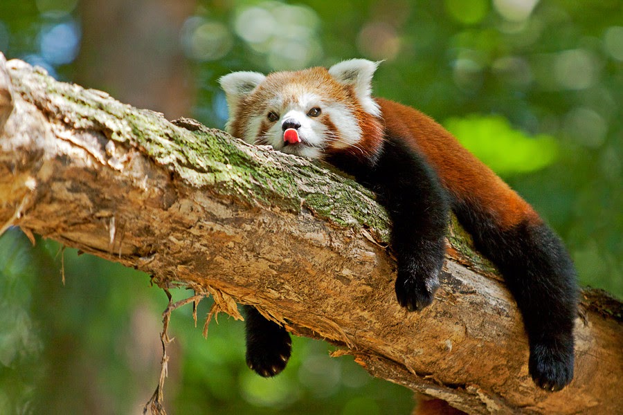 Animali di Potere: Panda rosso, Animale di Potere e Totem