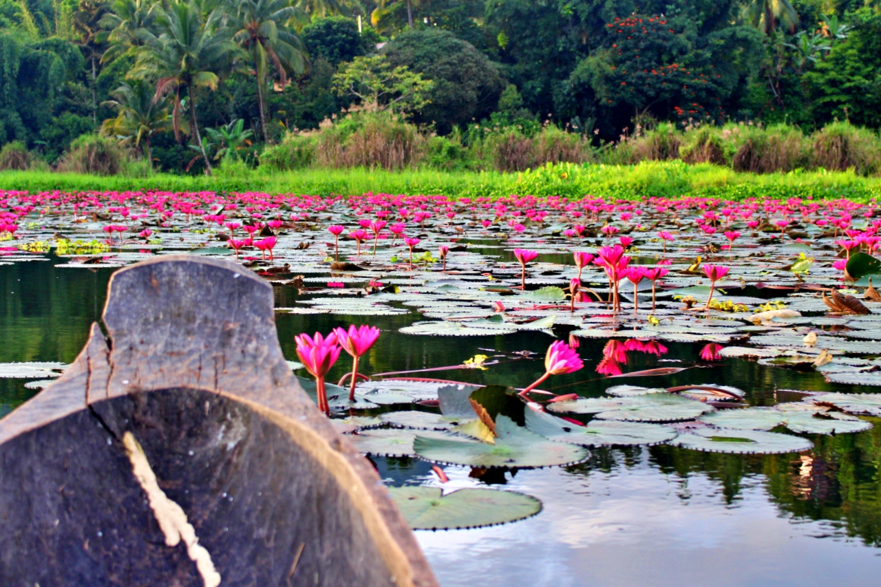 Searching for the Lotus-Eaters in Lake Sebu | South Cotabato - Nomadic ...
