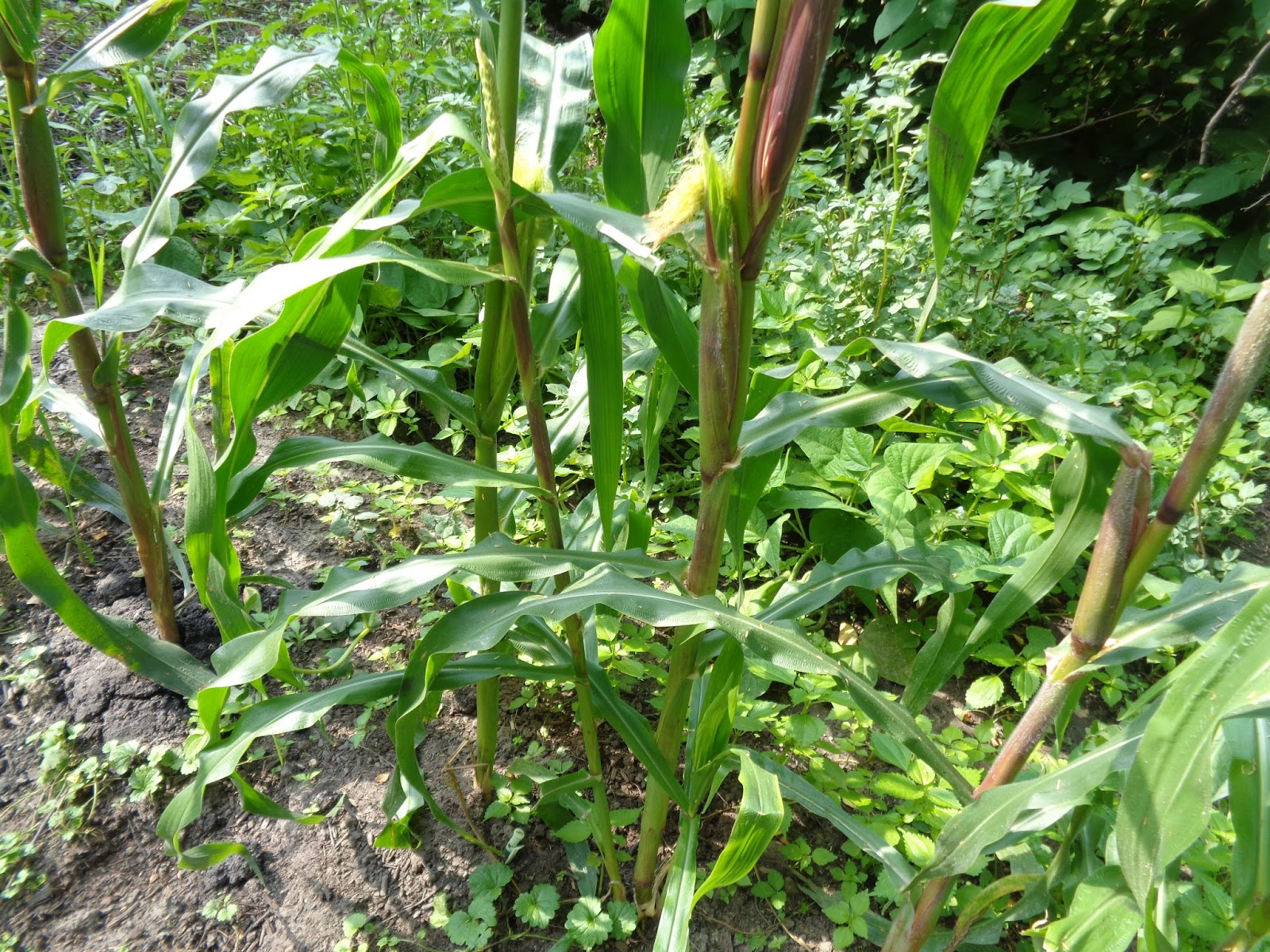 The Perennial Agriculturalist: corn, maize...i call it zea
