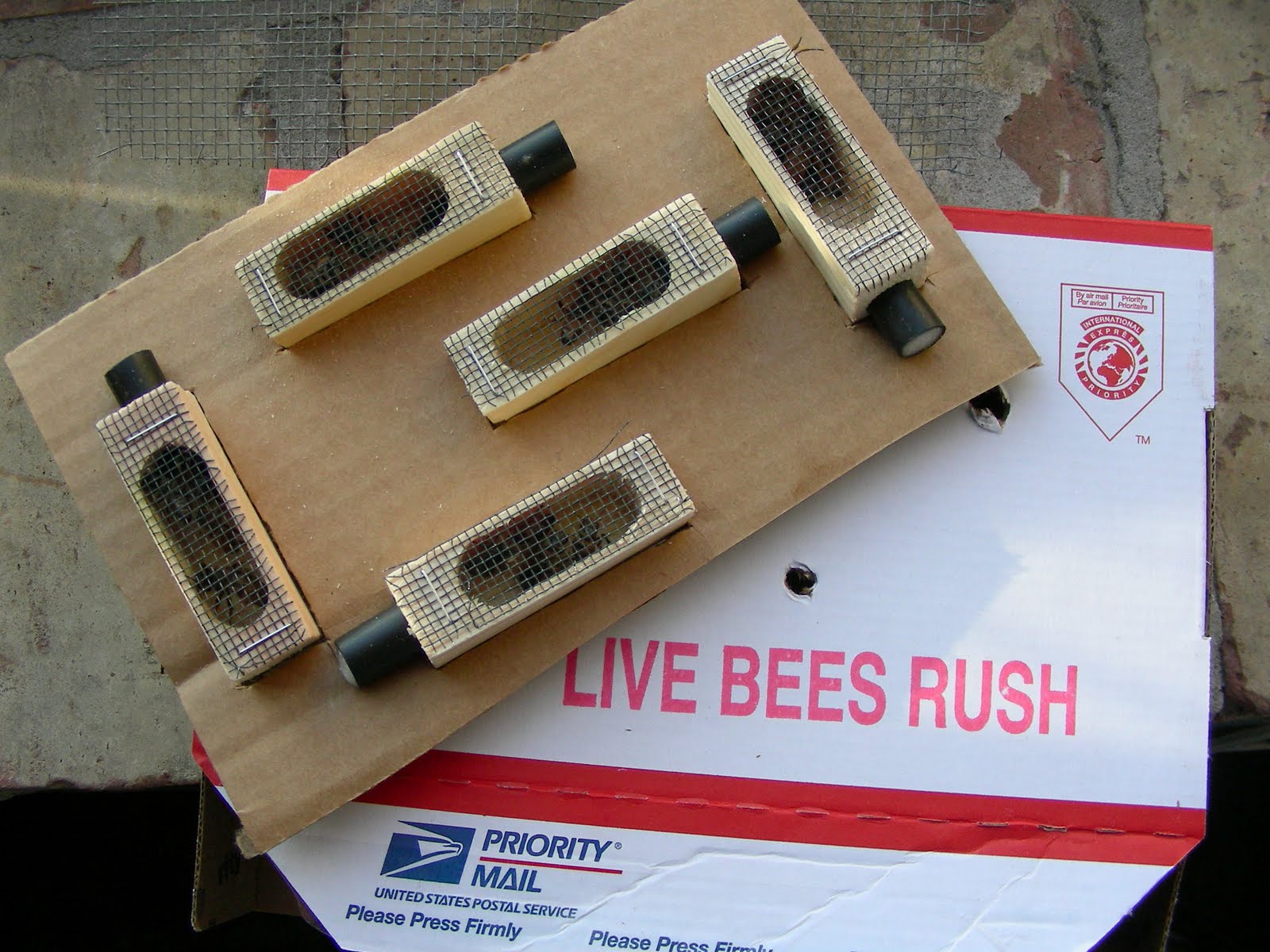 At the Bee Farm: Live Bees Rush!
