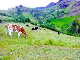 Historia Completa de Chilia | Diario Digital Pataz | Noticias de la ...