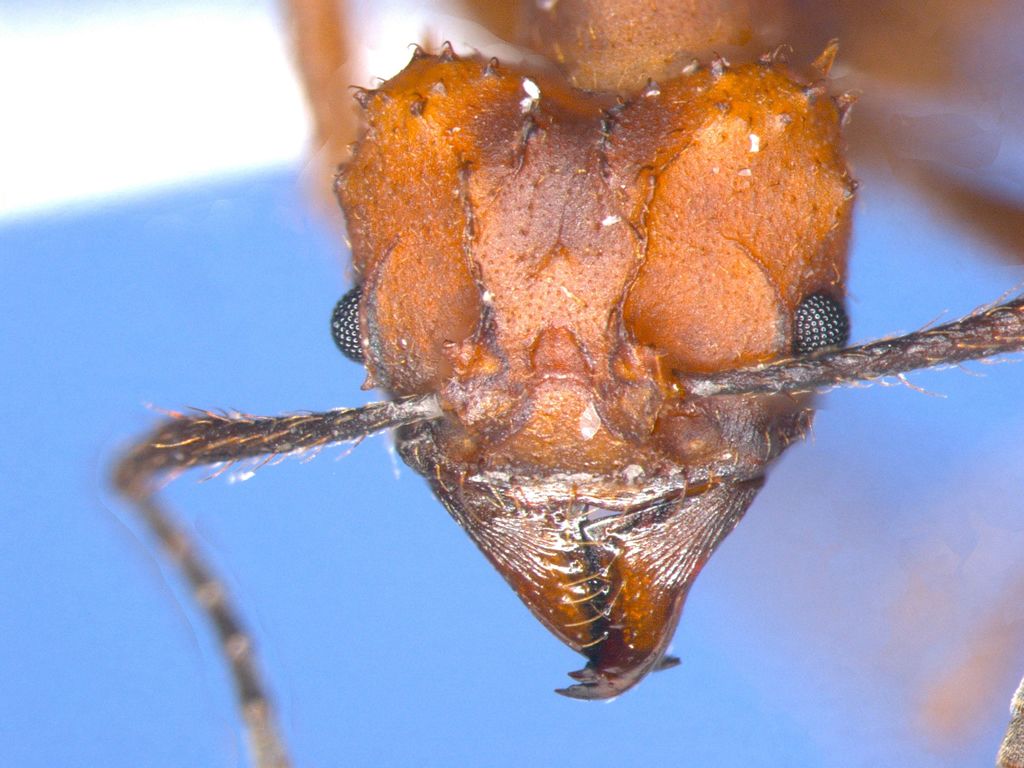 O Império Myrmex: Acromyrmex (pt)