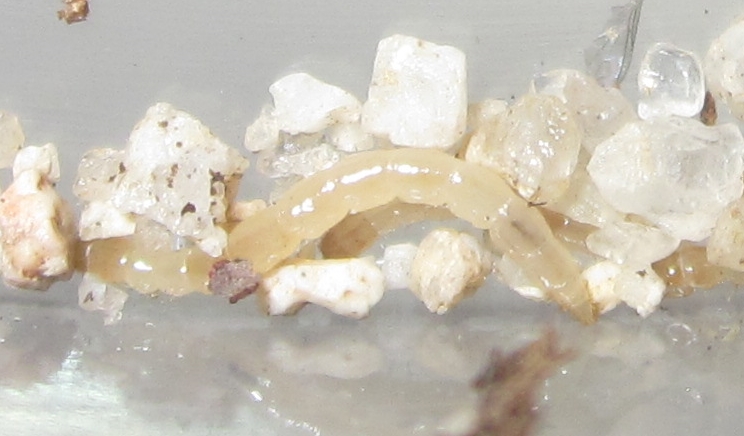 Invertebrate Dude: Larvae, Larvae, & More Larvae!!!