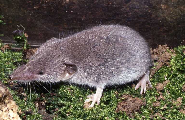 La Musaraña Campesina