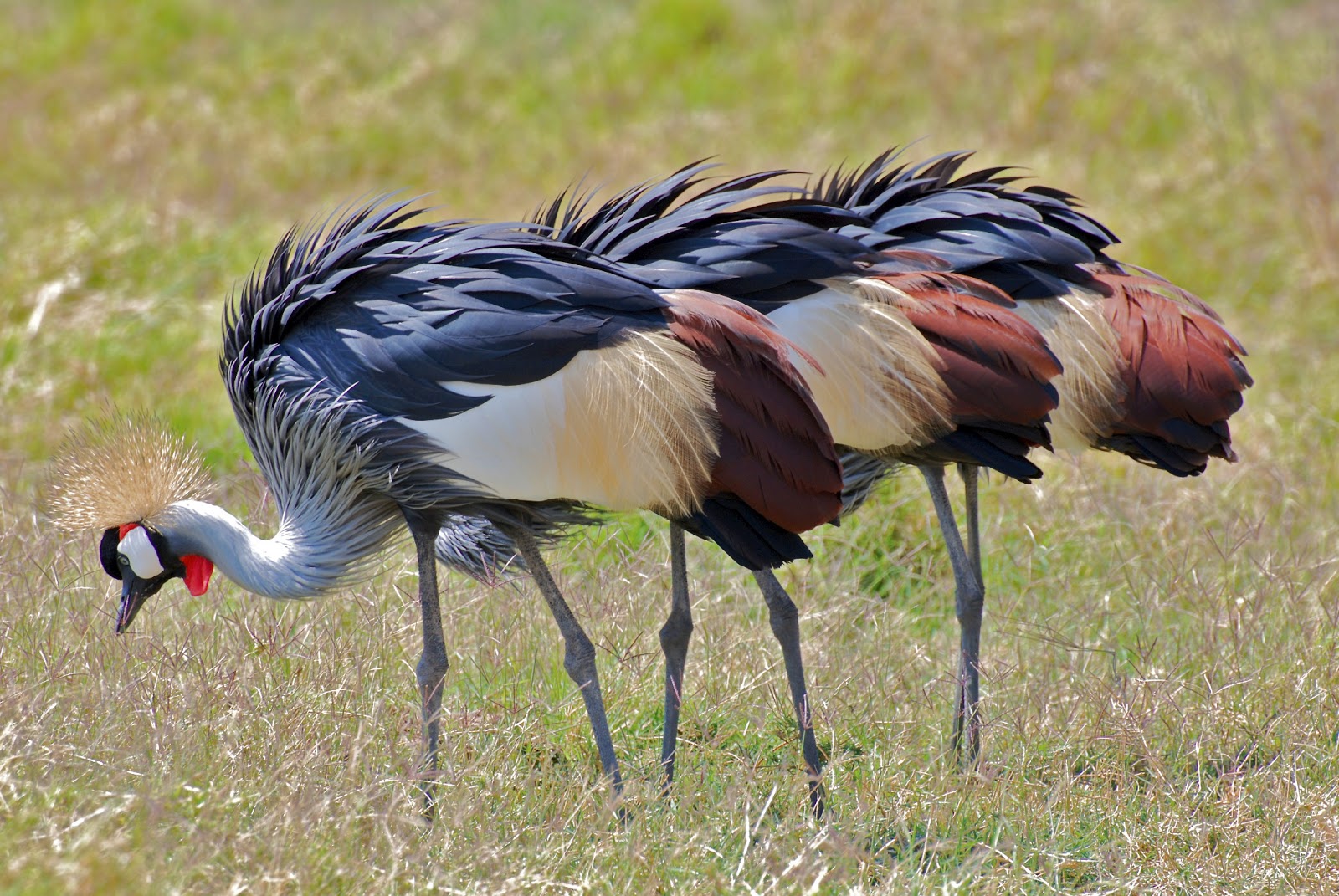 Our Adventures: Favourite Kenyan birds...