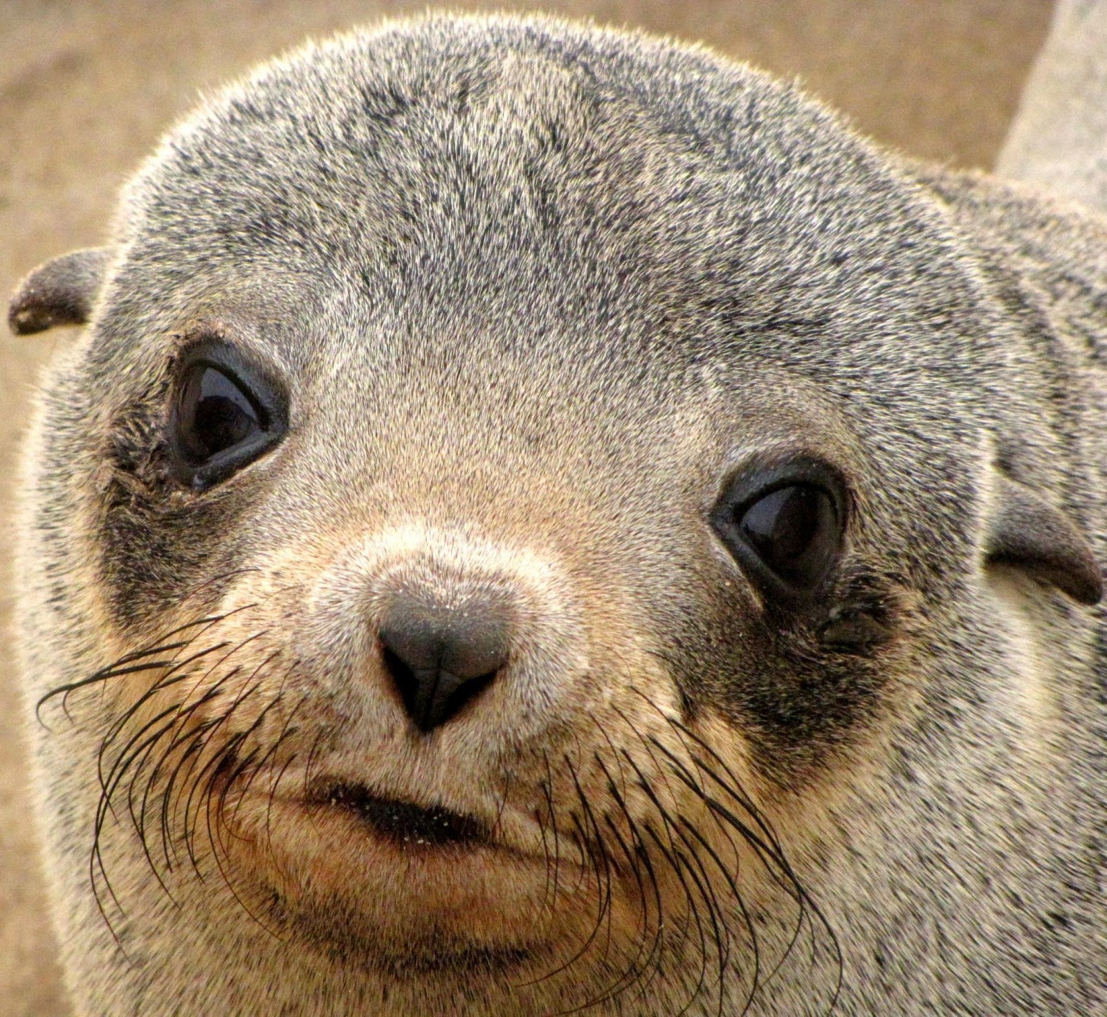 Namibia Reservations: The Largest Breeding Colony Of Cape Fur Seals ...