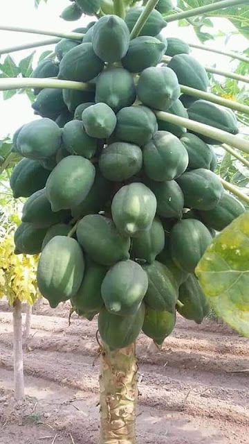 Vegetable Gardening Planning Part-1