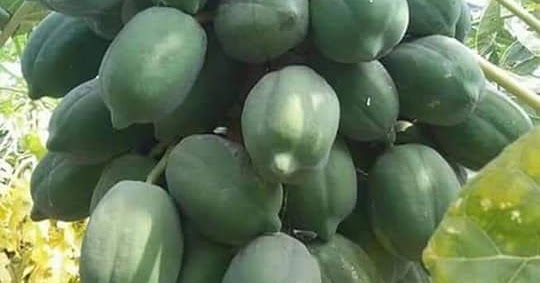 Vegetable Gardening Planning Part-1