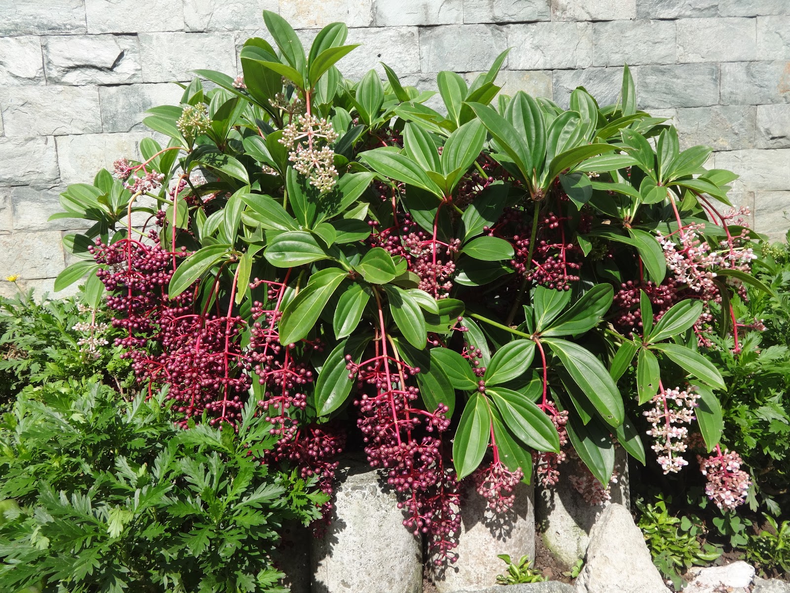 Zioła z Odległych Krain: Medinilla magnifica, Medinilla pendula ...