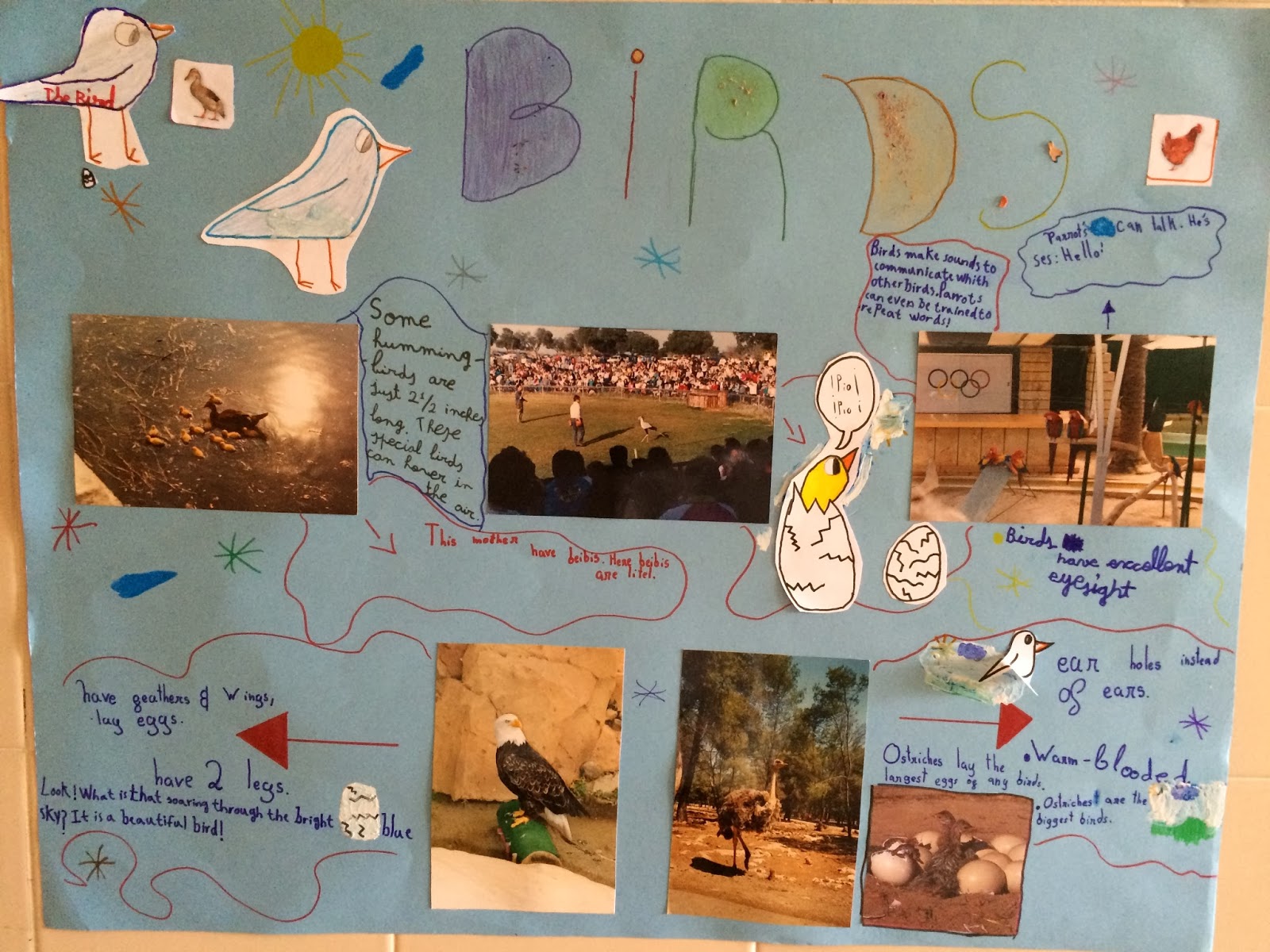 The English Cubby: Vertebrates posters