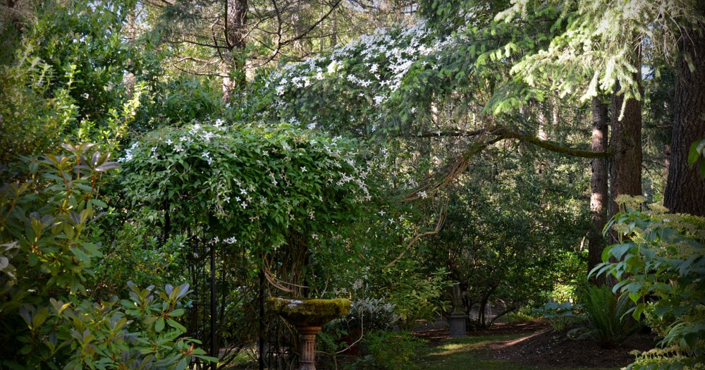 MySecretGarden: In My June Garden