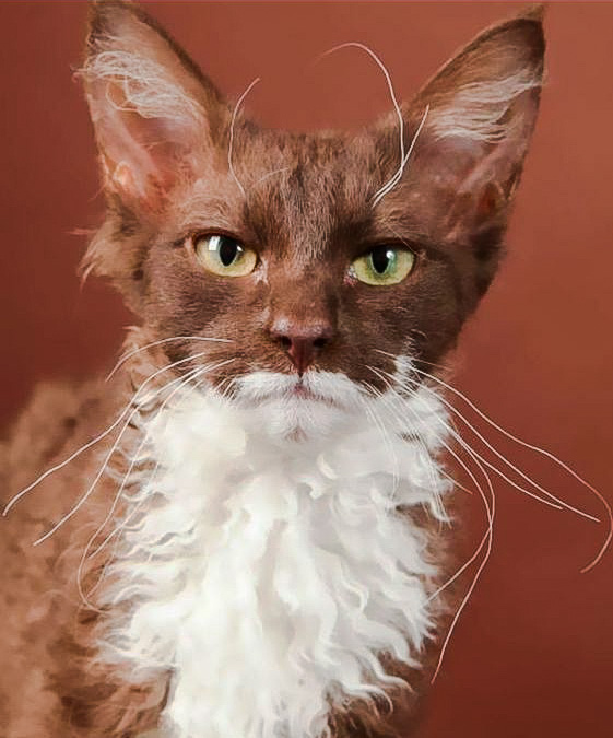 Picture of a cat with an unsettling human face