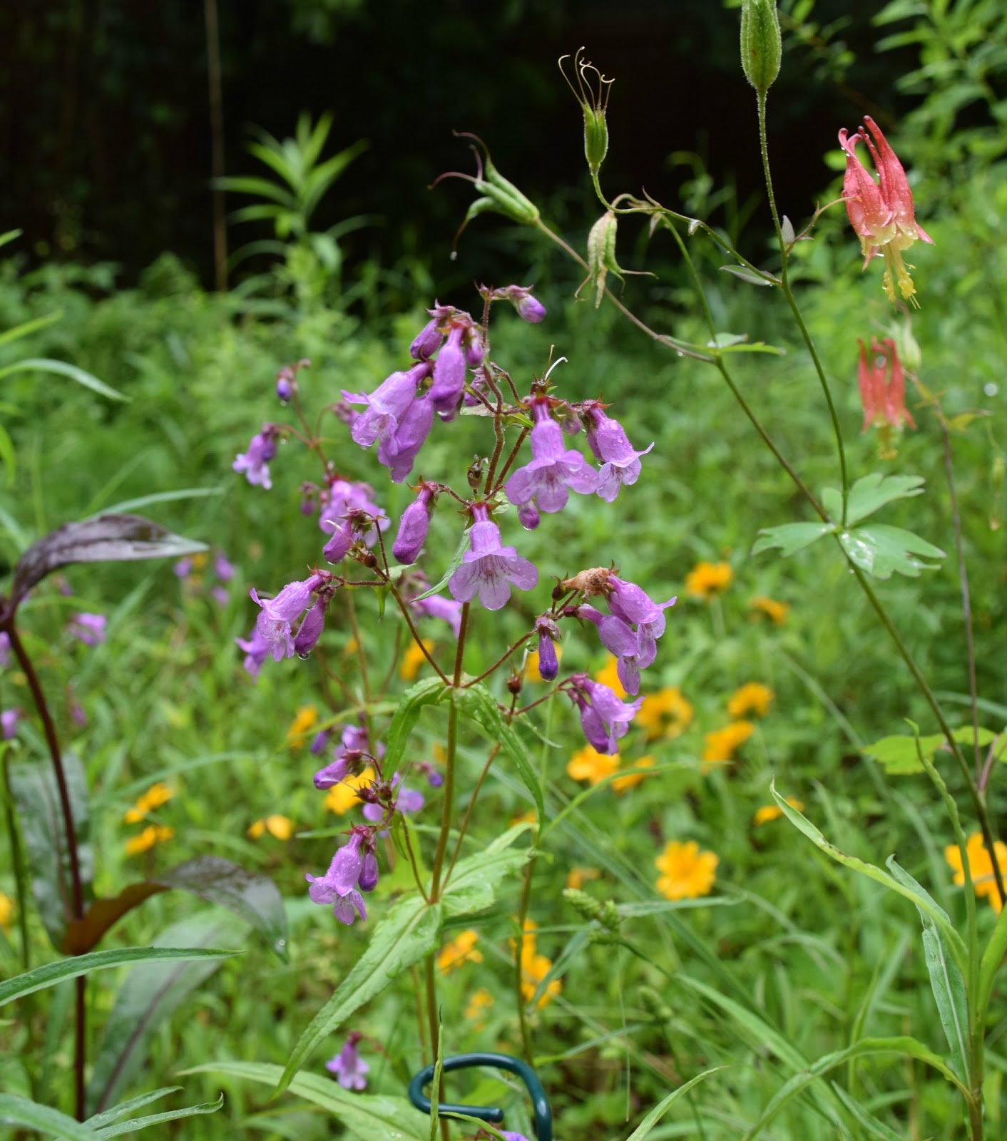 Using Georgia Native Plants: Pleasing Penstemon