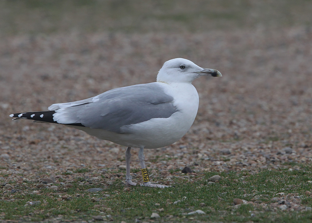 Richard Smith - Birdwatching Days Out: CASPIAN GULL, 3rd winter, Yellow ...