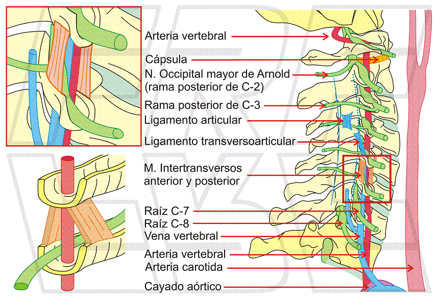Fisiohipótesis: Anatomía de la columna cervical