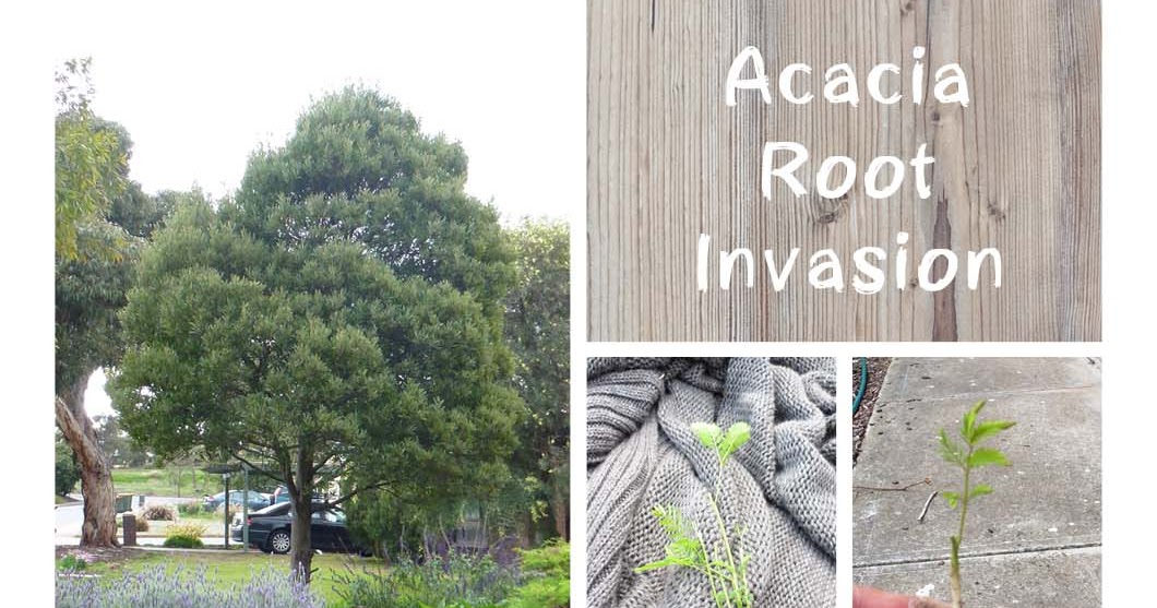 Start To Grow: Acacia Tree Root Invasion