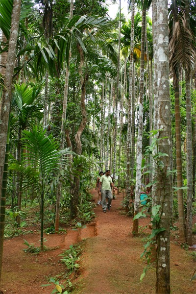 Visit To GOA: SPICE PLANTATION