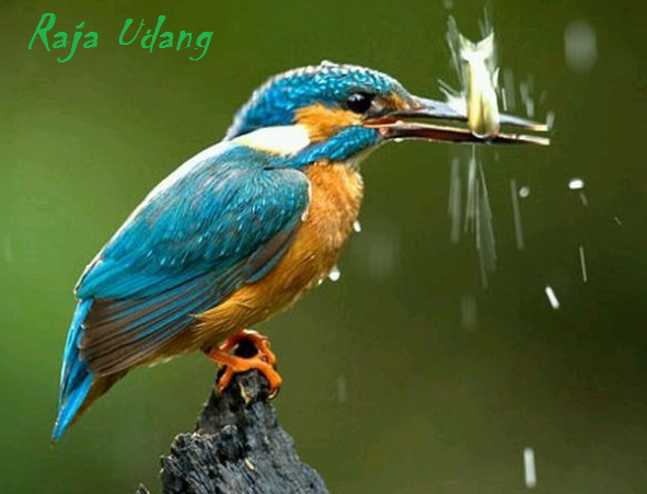 Burung Raja Udang - Kingfisher - Alam Mentari