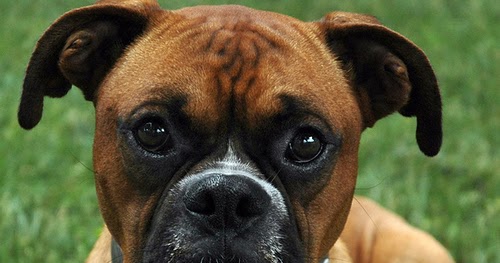Beagle Boxer: Miniature Boxer Dogs