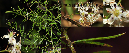 Biodiversity of Sri Lanka: හාතාවාරිය[Hatawariya]/Satavar (Asparagus ...