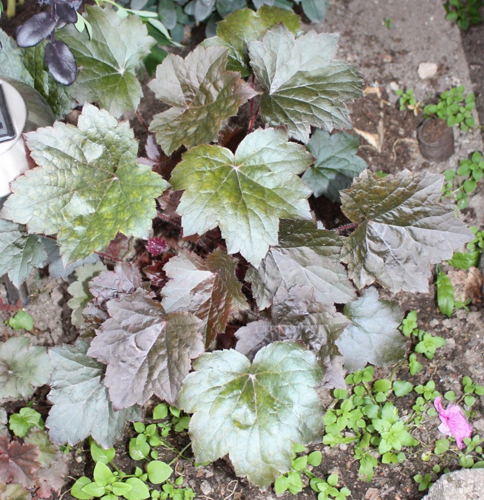 Heléns Trädgårdsplätt: Mörkbladigt - Alunrot, Silverax & Kärleksört