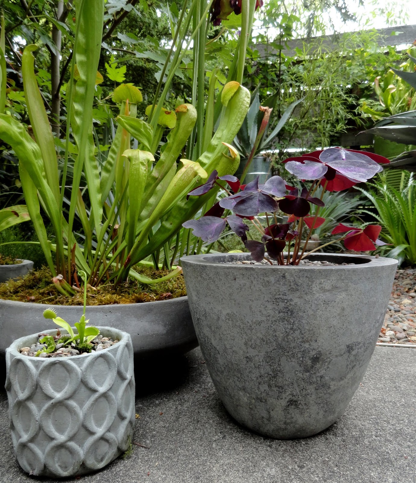 danger garden: apotspot pots, in my garden