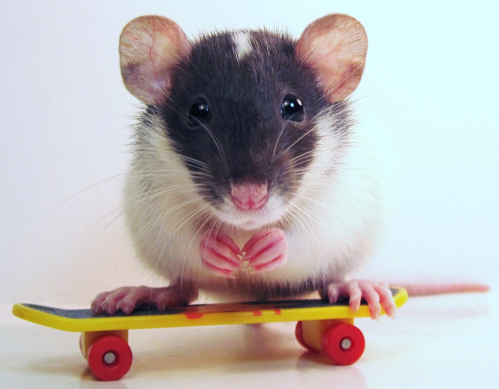 Rata doméstica: una mascota nada repugnante! | Guia Mascotas